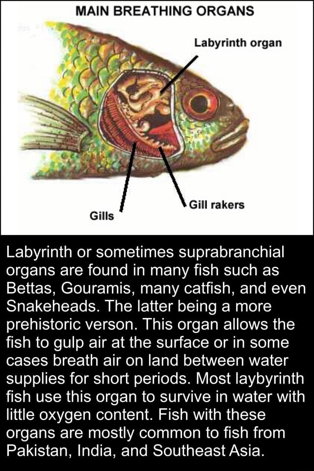 MAIN BREATHING ORGANS Labyrinth organ Labyrinth or sometimes ...