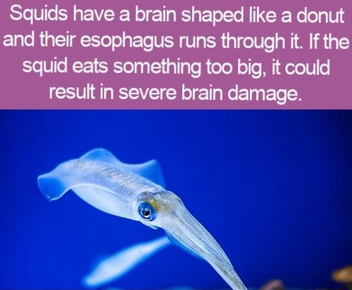 Squids have a brain shaped like a donut and their esophagus runs ...