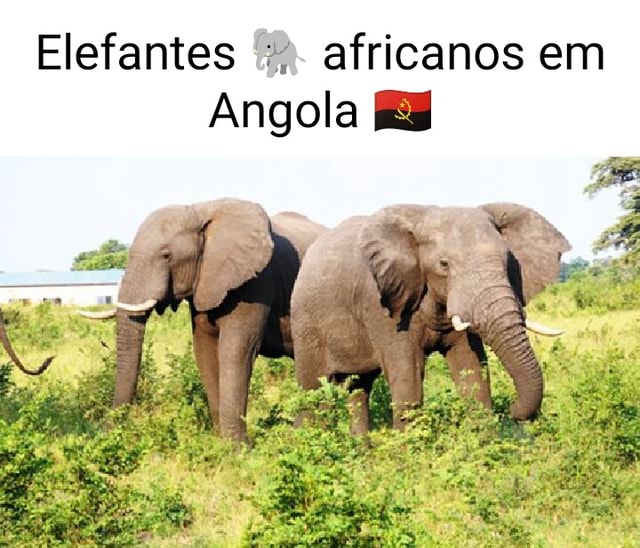 Elefantes africanos em Angola ME - iFunny Brazil