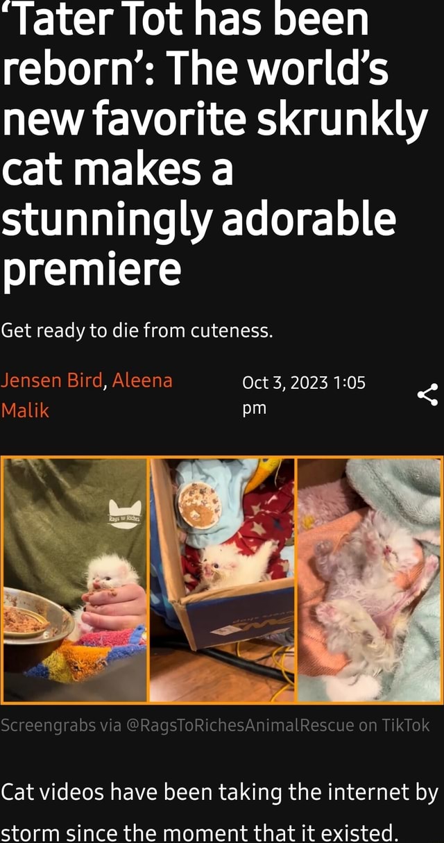 'Tater Tot has been reborn': The world's new favorite skrunkly cat ...