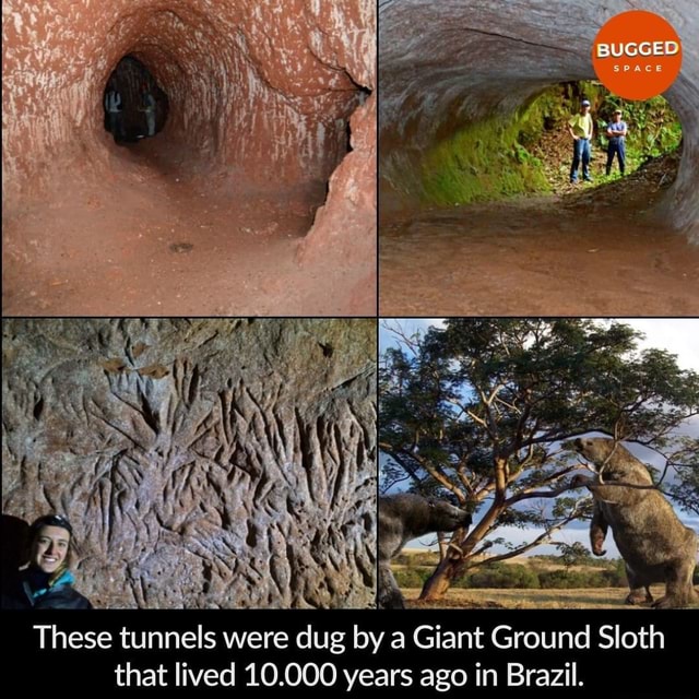 BUGGED These tunnels were dug by a Giant Ground Sloth that lived 10.000 ...
