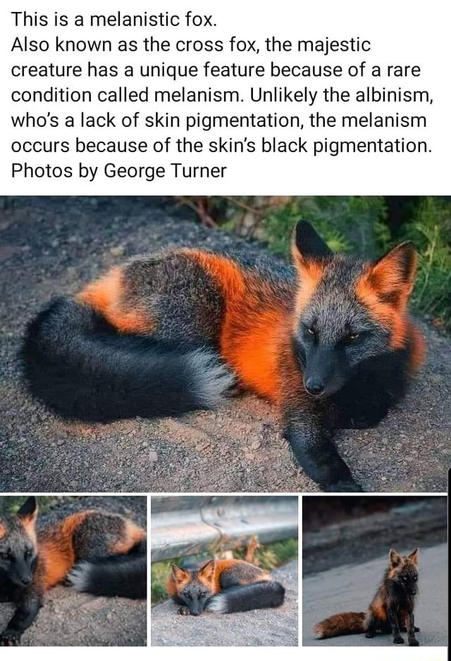 This is a melanistic fox. Also known as the cross fox, the majestic ...