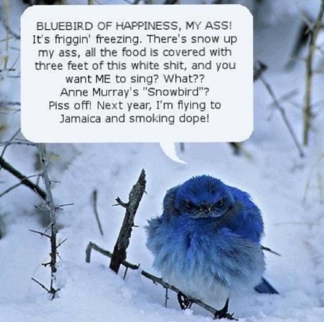 BLUEBIRD OF HAPPINESS, MY ASS! It's friggin' freezing. There's snow up ...