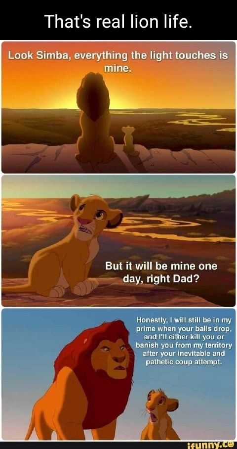 That's real lion life. Look Simba, everything the light touches is mine ...
