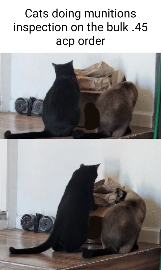 Cats doing munitions inspection on the bulk .45 acp order - iFunny