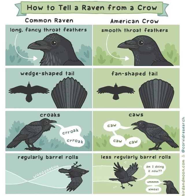 How to Tell a Raven from a Crow Common Raven American Crow long, fancy ...