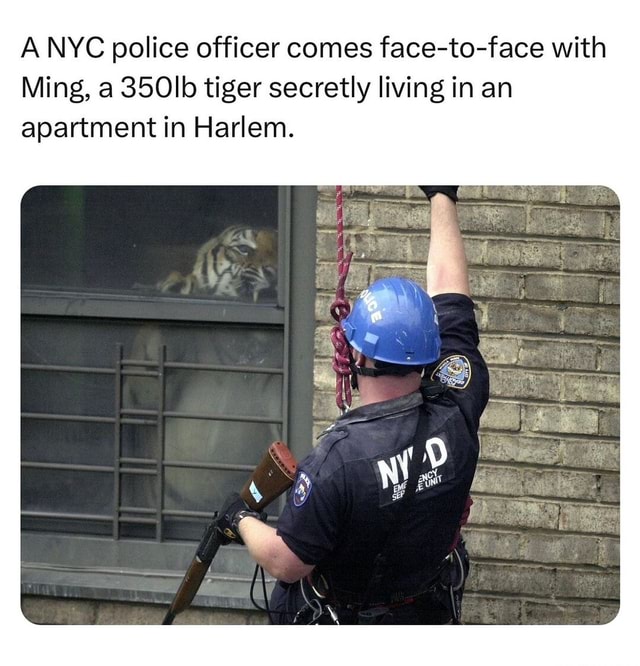 Only in the hood memes explore funny photography - A NYC police officer ...
