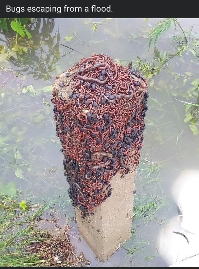 Bugs escaping from a flood. - iFunny
