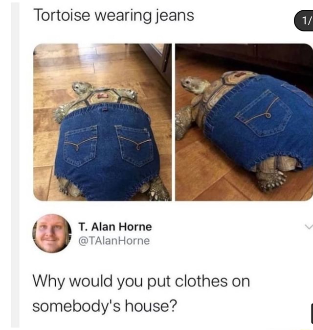 Tortoise wearing jeans ( T. Alan Horne TAlanHorne Why would you put ...