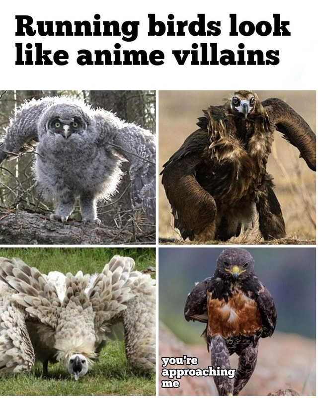 Running birds look like anime villains you're approaching me - iFunny