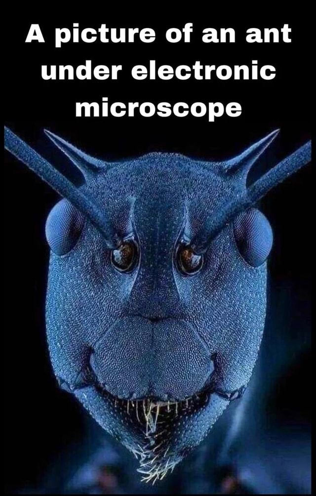 A picture of an ant under electronic microscope - iFunny