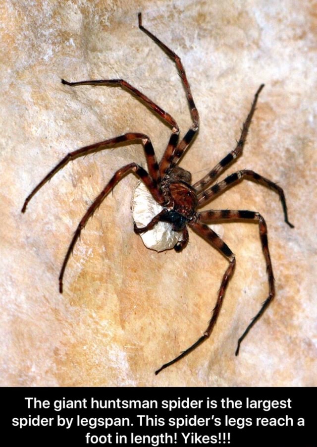 The giant huntsman spider is the largest spider by legspan. This spider ...