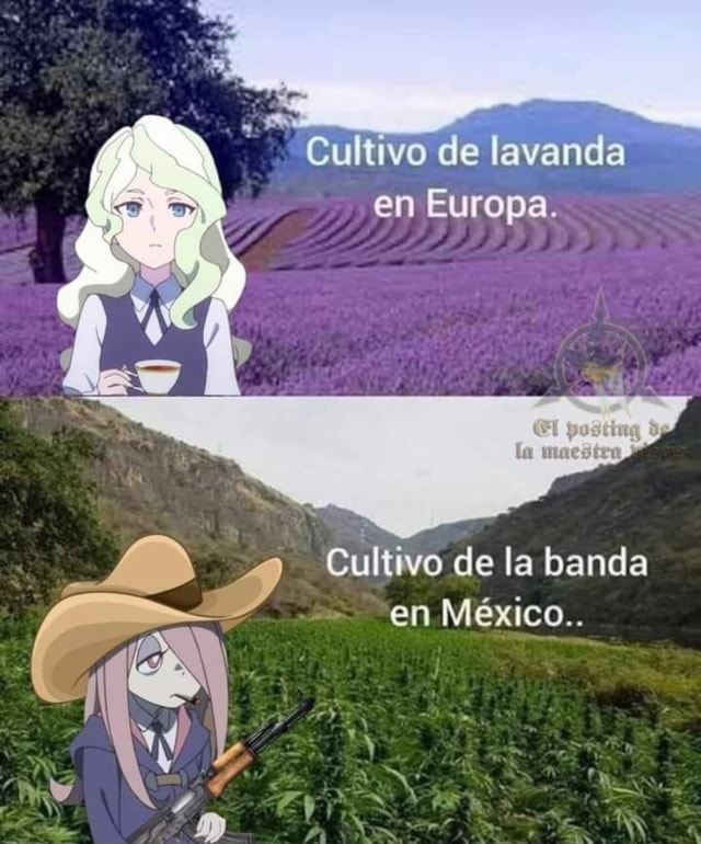 Cultivo de lavanda en Europa. we Cultivo de la banda en Mexico.. Pi WW ...