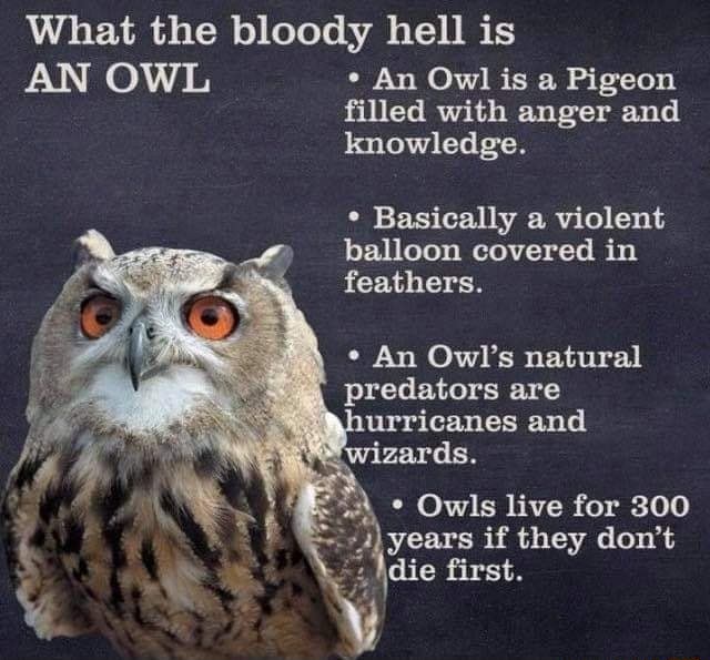 What the bloody hell is AN OWL An Owl is Pigeon filled with anger and ...