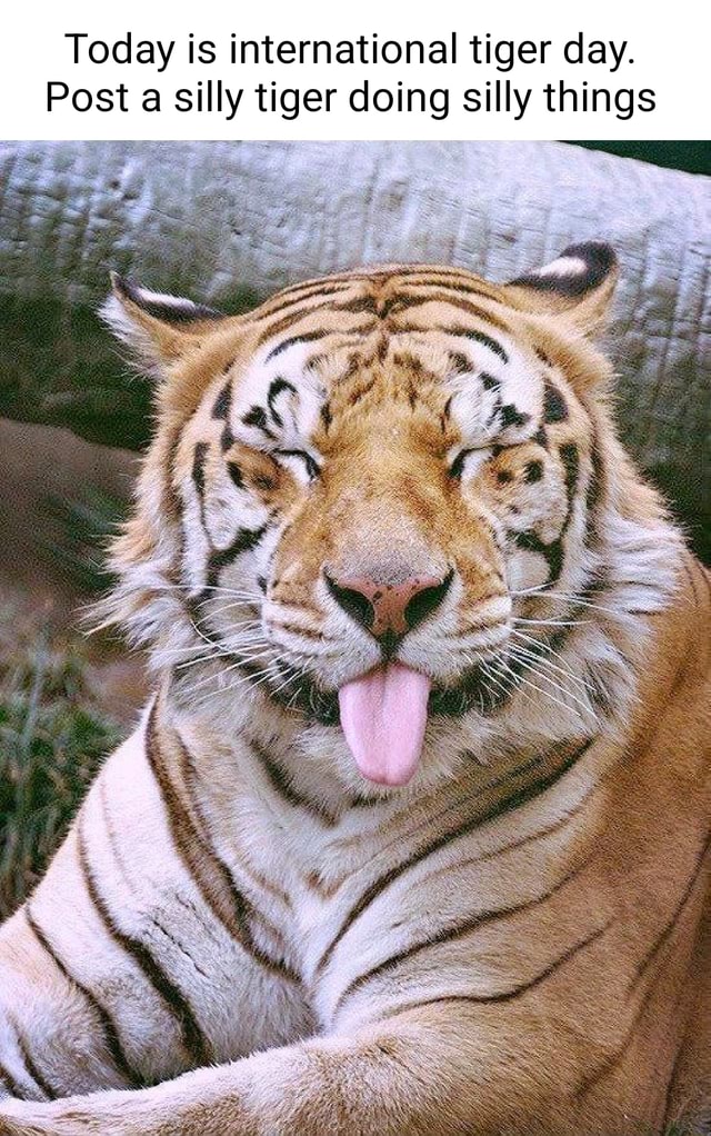 Today is international tiger day. Post a silly tiger doing silly things ...