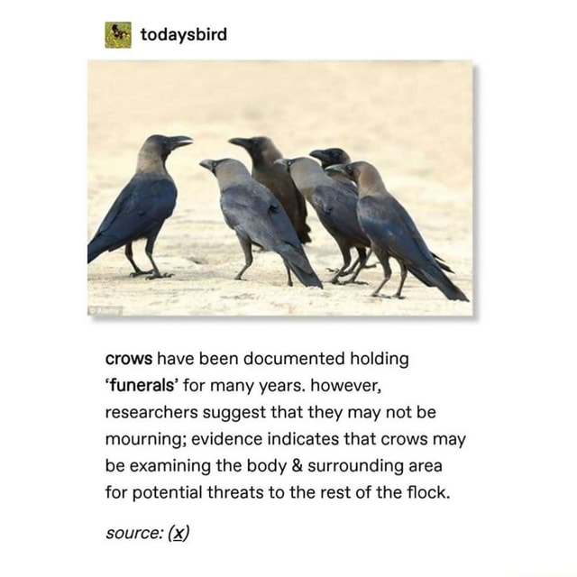 Crows have been documented holding 'funerals' for many years. however ...