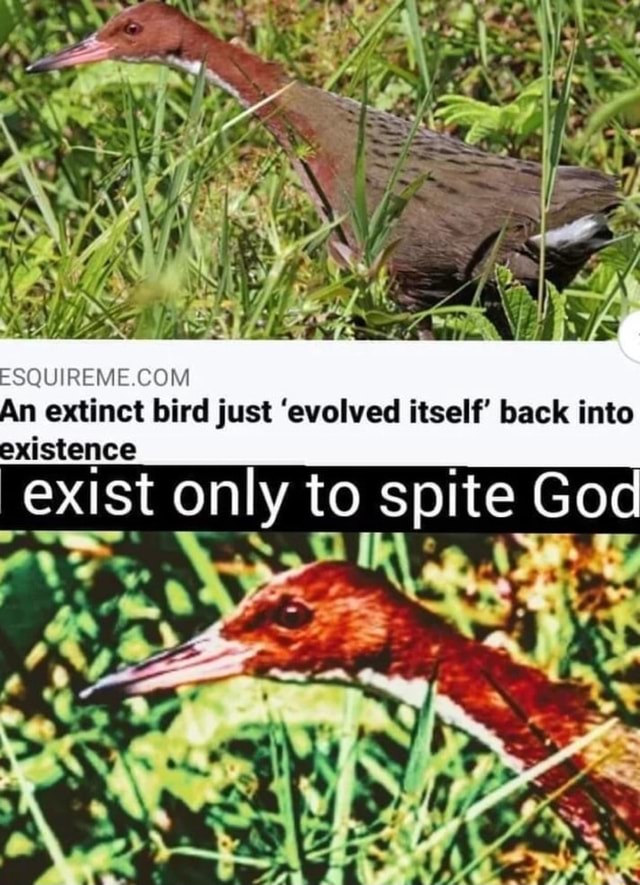 An extinct bird just 'evolved itself' back into existence exist only to ...