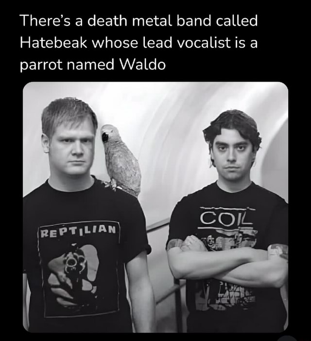 There's a death metal band called Hatebeak whose lead vocalist is a ...