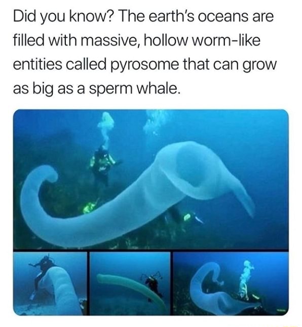 Did you know? The earth's oceans are filled with massive, hollow worm ...