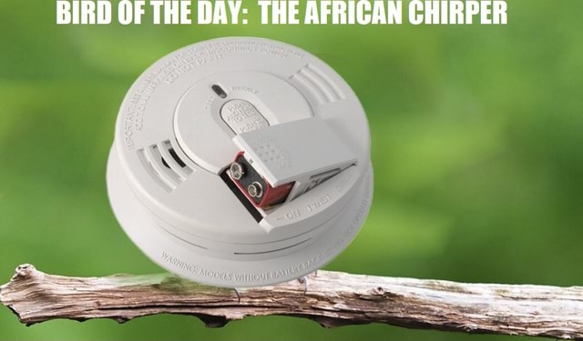 BIRD OF THE DAY: THE AFRIGAN CHIRPER - iFunny