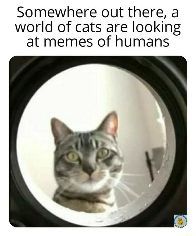 Somewhere out there, a world of cats are looking at memes of humans ...