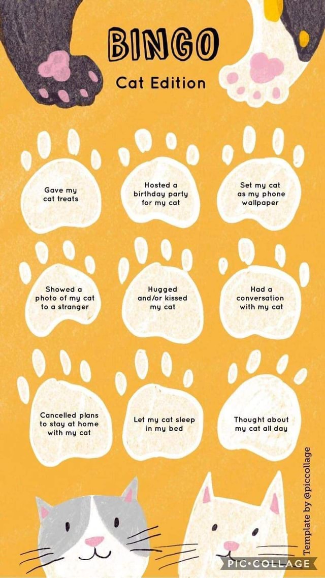 BING Cat Edition Gave my Hosted birthday a party Set as my my cat phone ...