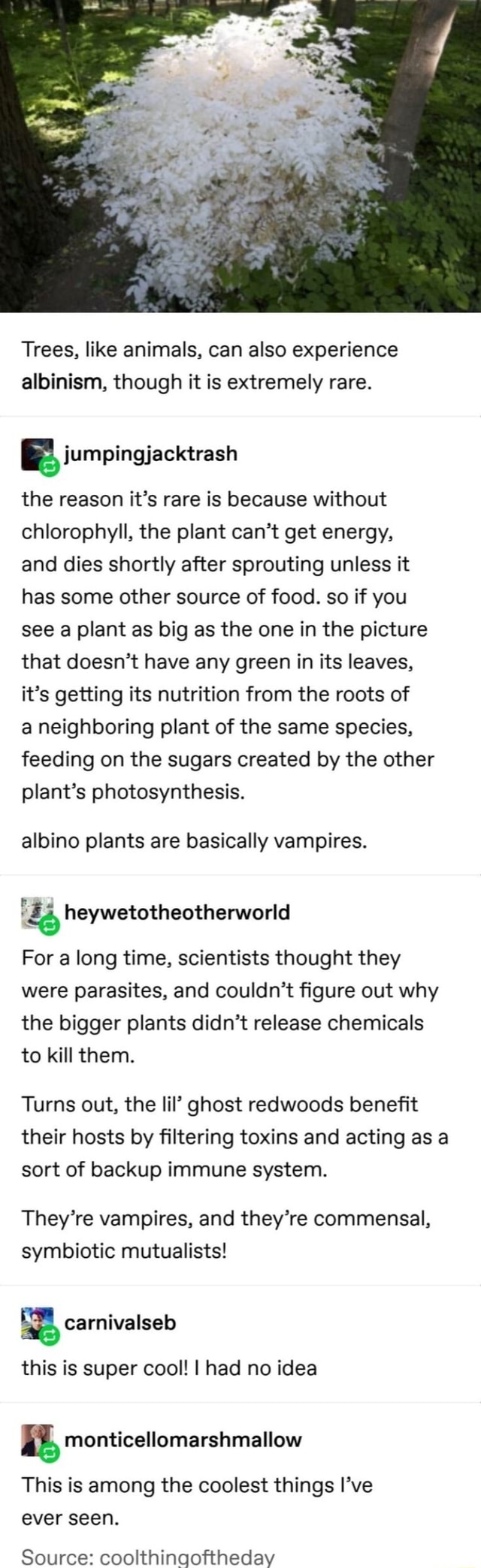 Trees, like animals, can also experience albinism, though it is ...