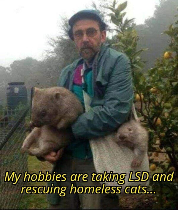 My hobbies are takingqlSD and rescuing homeless*cats... - iFunny