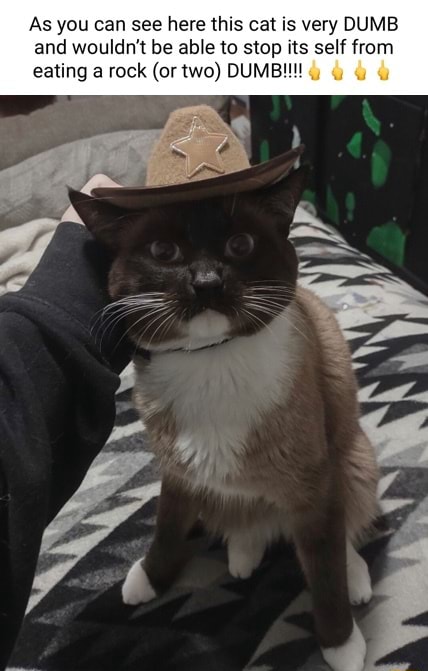 As you can see here this cat is very DUMB and wouldn't be able to stop ...