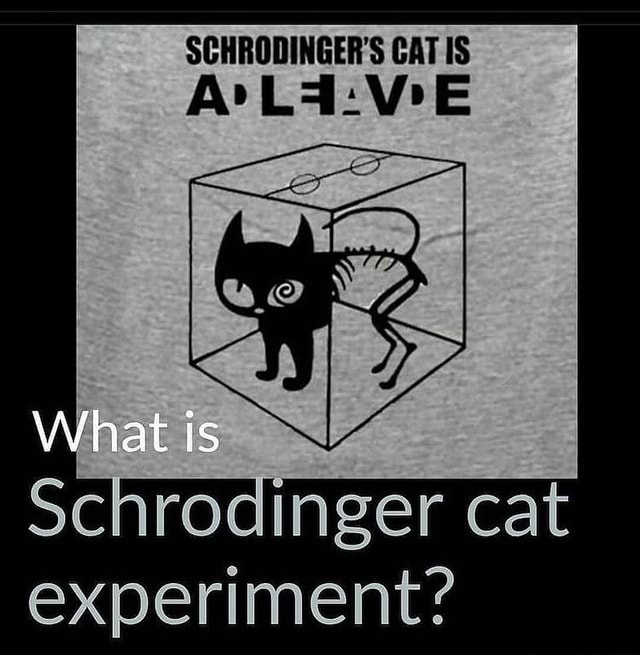 SCHRODINGER'S CAT IS What is Schrodinger cat experiment? - America’s ...