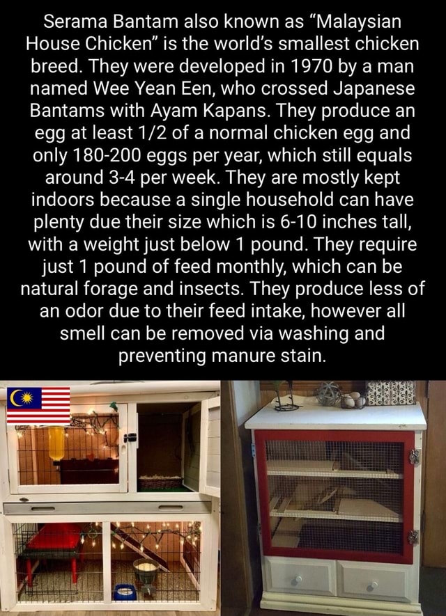 Serama Bantam also known as "Malaysian House Chicken" is the world's ...