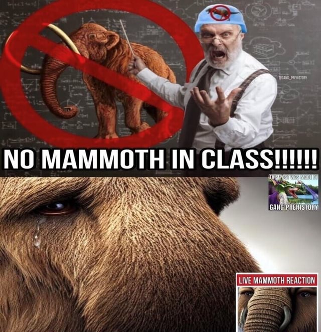 LIVE MAMMOTH REACTION - iFunny