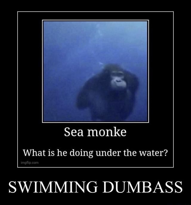 Sea monke What is he doing under the water? SWIMMING DUMBASS - iFunny