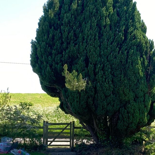 This tree is in our front garden 😬 - how rude! . #nature #rudenature ...