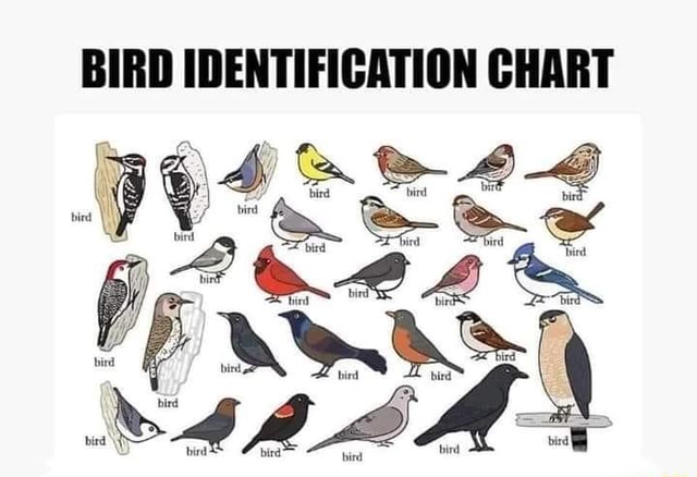 Better late than never I guess - BIRD IDENTIFICATION CHART - iFunny