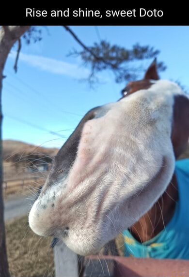 Rise and shine, sweet Doto - iFunny