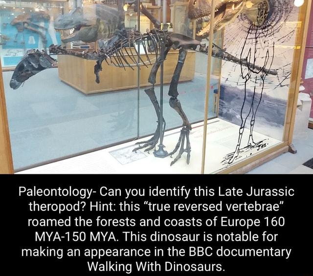 Paleontology- Can you identify this Late Jurassic theropod? Hint: this ...