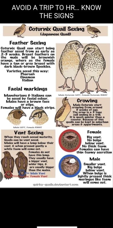 AVOID A TRIP TO HR... KNOW THE SIGNS Feather Sexing Coturnix Quail can ...