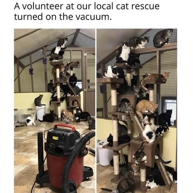 Catmemes catmemesdaily cat kitten instacat catmemesarethebest memecat ...