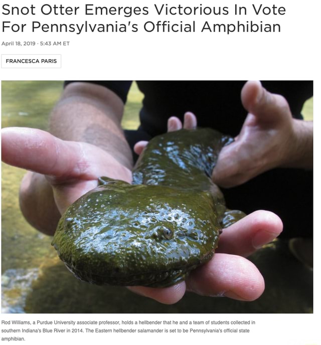 Snot Otter Emerges Victorious In Vote For Pennsylvania's Official ...