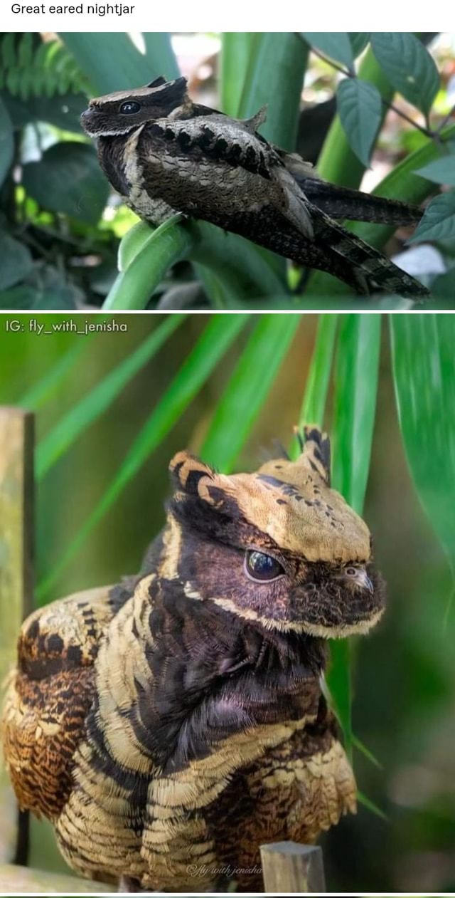 Great eared nightjar IG: fly_vwith_jenishe - America’s best pics and videos