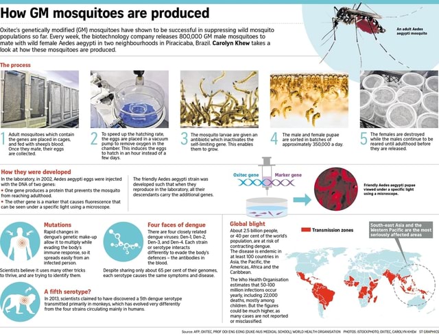 How GM mosquitoes are produced Oxitec's genetically modified (GM ...
