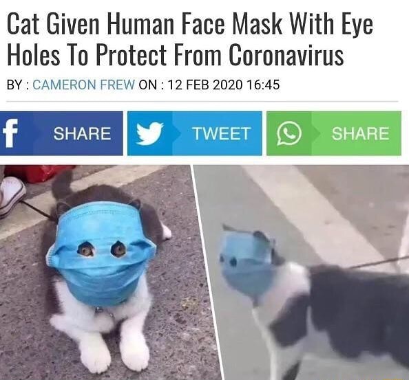 Cat Given Human Face Mask With Eye Holes To Protect From Coronavirus BY ...