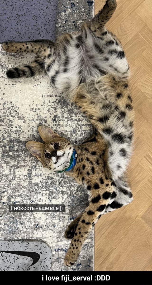 Serval :DDD ji. CTb love fi - i love fiji_serval :DDD - iFunny