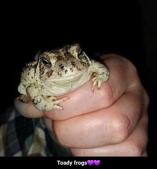 Toady frogs💜💜 - iFunny