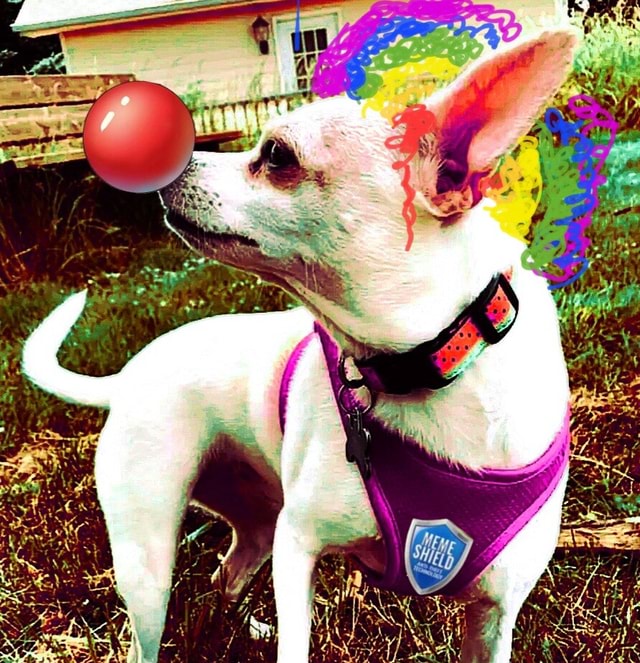 Our new mascot! Say hi to Shonk the Shield Meme Donk! - iFunny