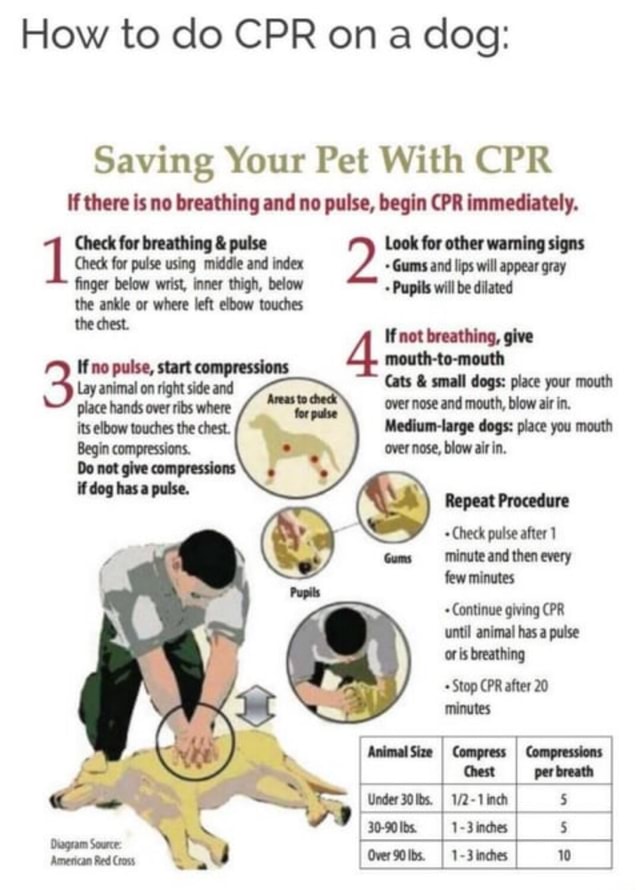 How to do CPR on dog: Saving Your Pet With CPR If there is no breathing ...