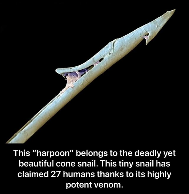 This "harpoon" belongs to the deadly yet beautiful cone snail. This ...