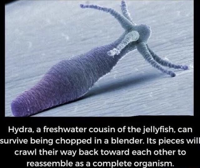 Hydra, a freshwater cousin of the jellyfish, can survive being chopped ...