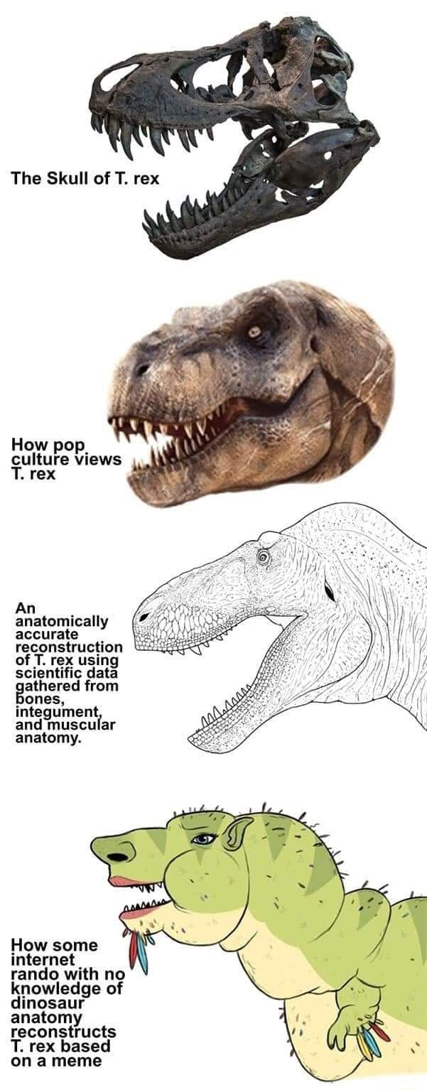 The Skull of T. rex How pop culture views T. rex An anatomically ...